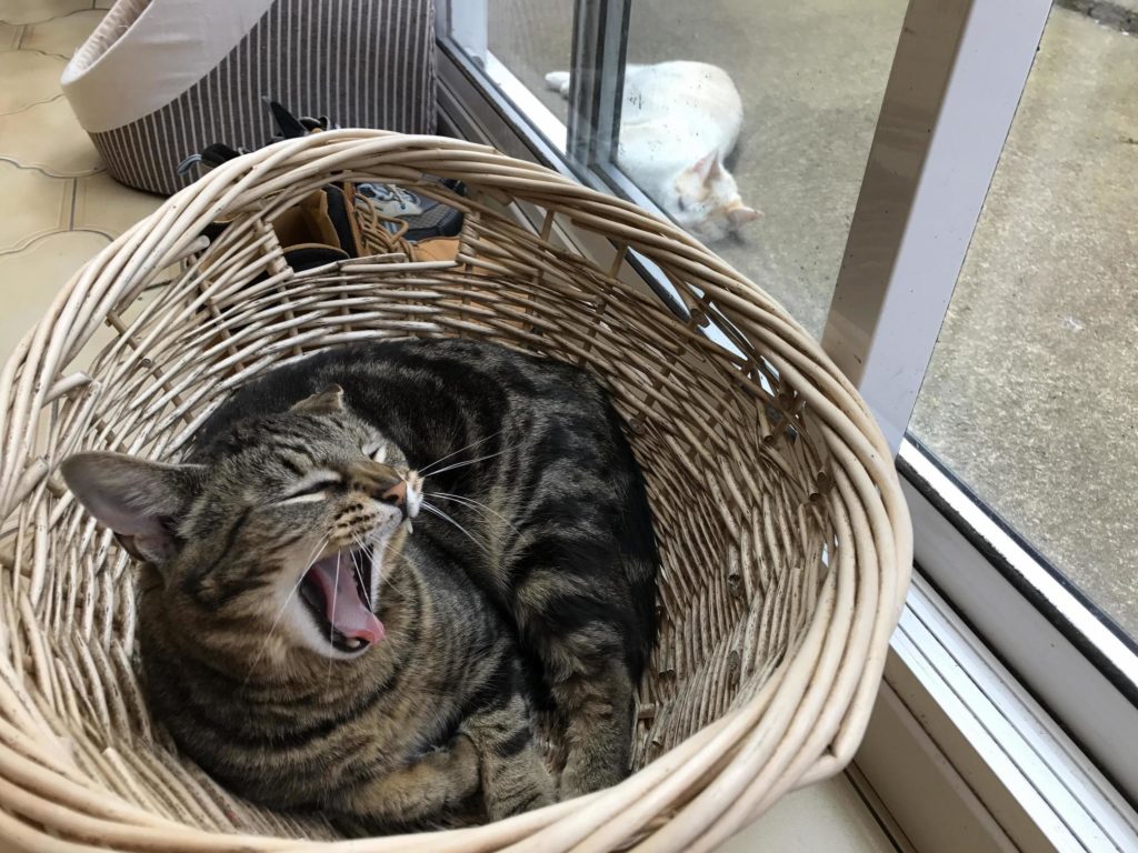 Tactical cat | Cute cats HQ - Pictures of cute cats and kittens Free ...