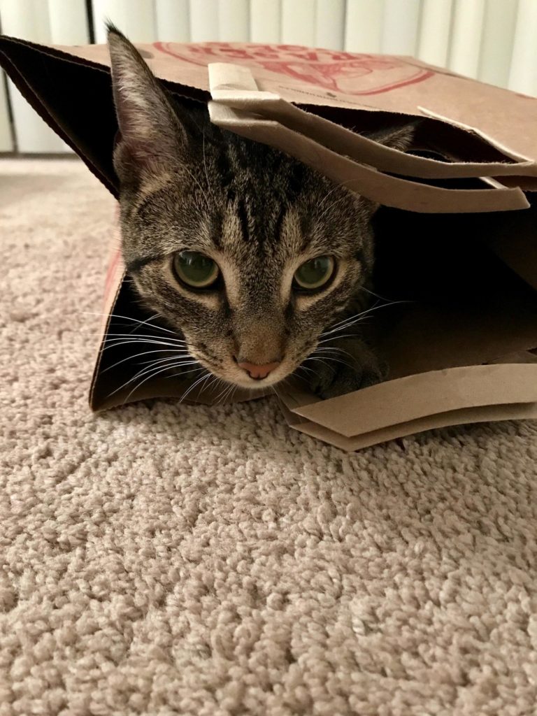 The Venerable Dingus | Cute cats HQ - Pictures of cute cats and kittens ...