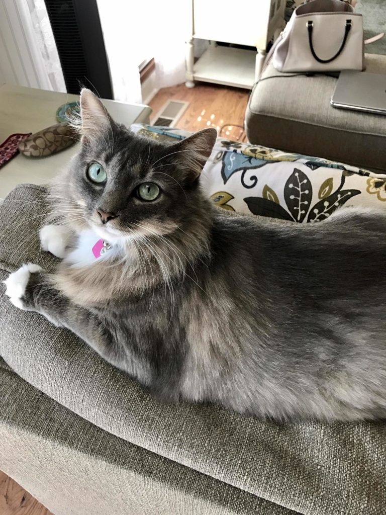 Hamilton The Hipster Cat | Cute cats HQ - Pictures of cute cats and ...