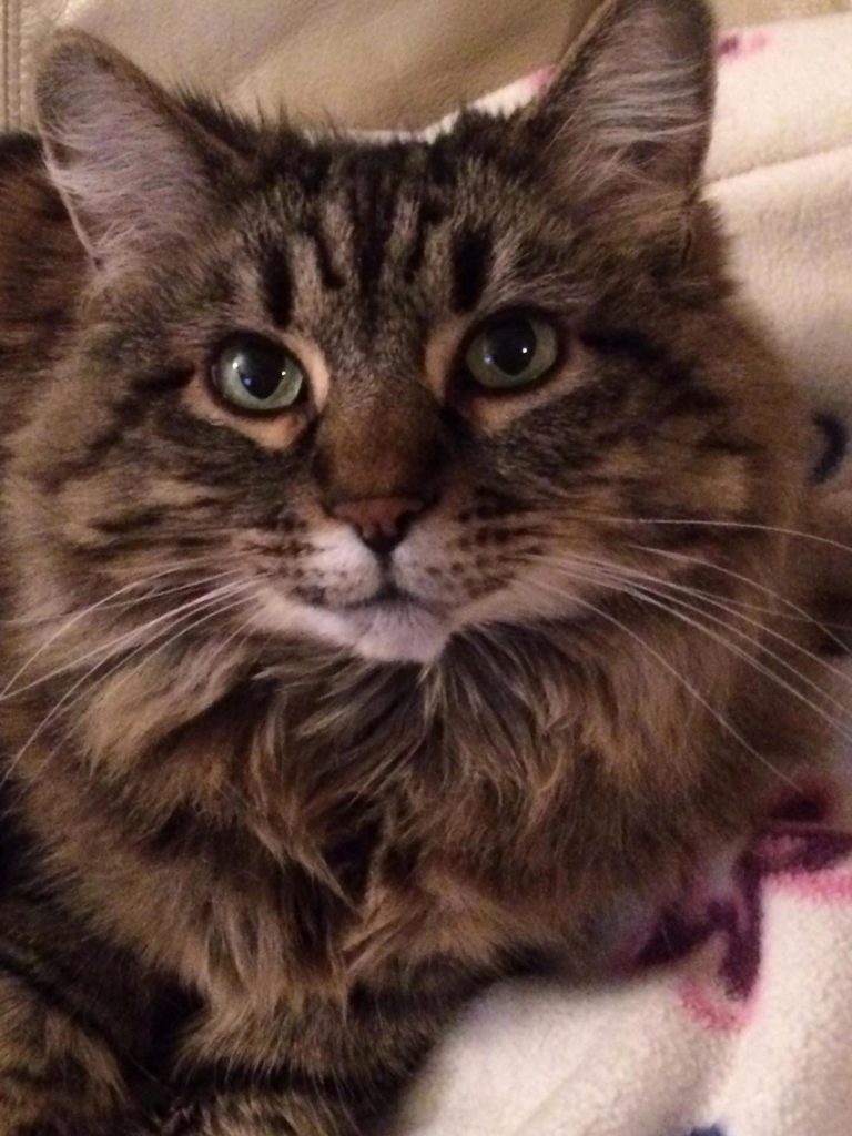 Black cat mid pounce | Cute cats HQ - Pictures of cute cats and kittens ...