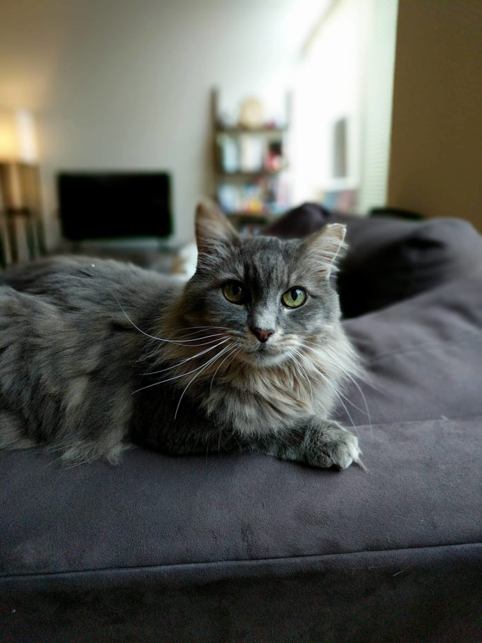 Duck. aka fat boi | Cute cats HQ - Pictures of cute cats and kittens ...