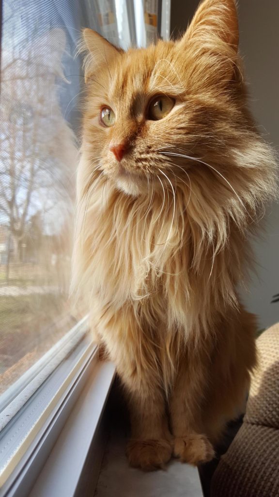 My Cat Turned 70 Years Old Today. Happy Birthday Vasia | Cute cats HQ ...