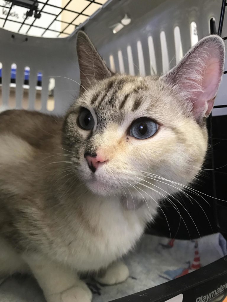 Caught Mid Yawn. | Cute cats HQ - Pictures of cute cats and kittens ...