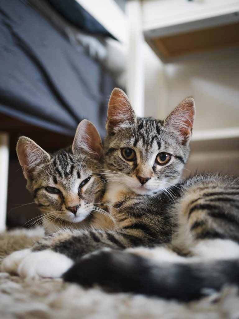 Nappy Time | Cute cats HQ - Pictures of cute cats and kittens Free ...