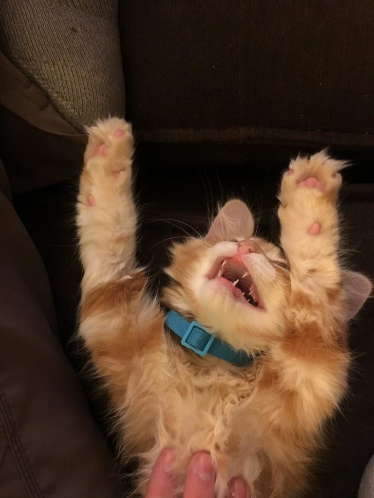 Duck. aka fat boi | Cute cats HQ - Pictures of cute cats and kittens ...