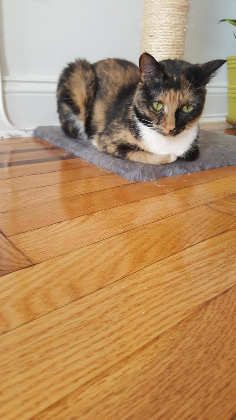 Ozzie being a good boy | Cute cats HQ - Pictures of cute cats and ...