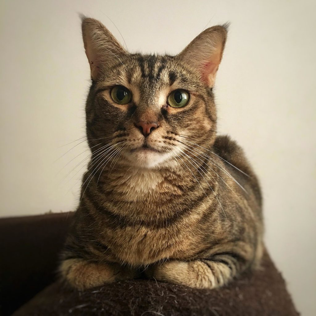 My Boy Stevie Ray | Cute cats HQ - Pictures of cute cats and kittens ...