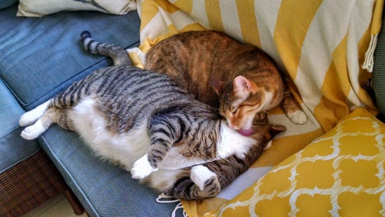 A Cat Called Keith. | Cute cats HQ - Pictures of cute cats and kittens ...