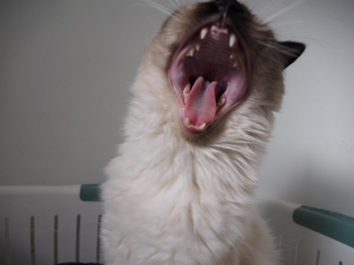 Two Very Tired Kittens | Cute cats HQ - Pictures of cute cats and ...