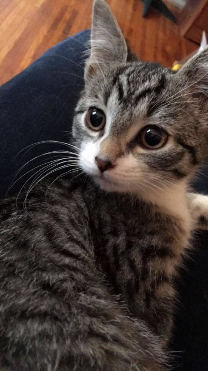 Fluffy Boy | Cute cats HQ - Pictures of cute cats and kittens Free ...