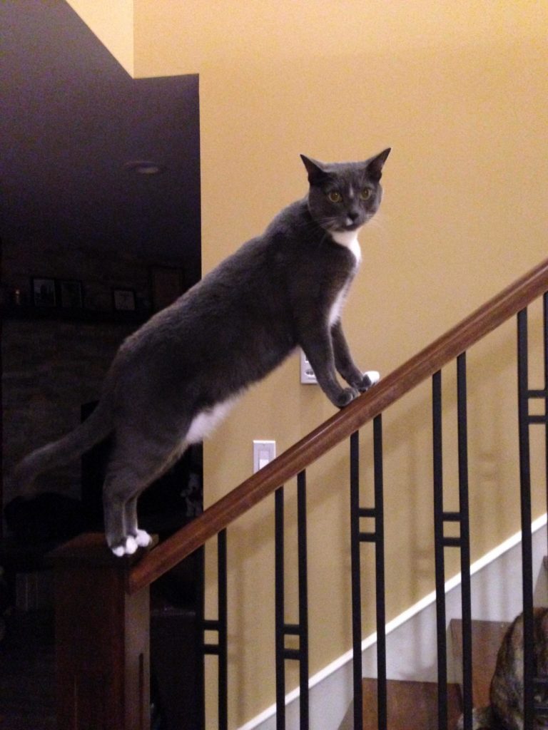 Finally got a picture of this dork. | Cute cats HQ - Pictures of cute ...