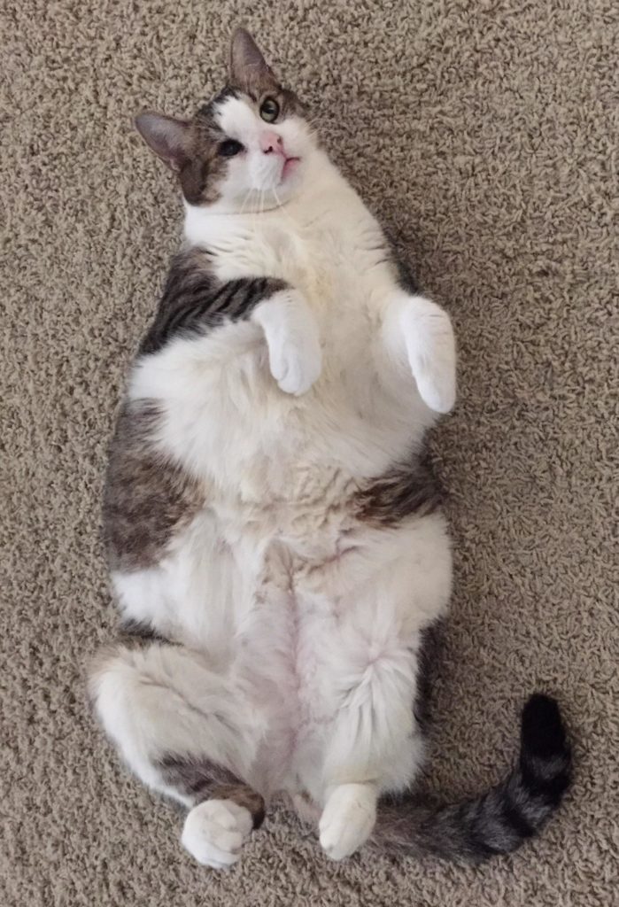 Happy Caturday Everyone | Cute cats HQ - Pictures of cute cats and ...