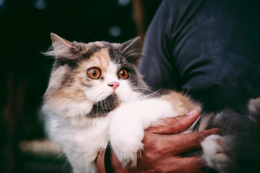 Cat burrito | Cute cats HQ - Pictures of cute cats and kittens Free ...