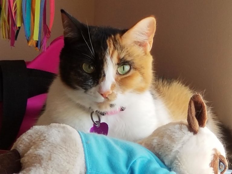 My Cat Doesnt Mess Around | Cute cats HQ - Pictures of cute cats and ...