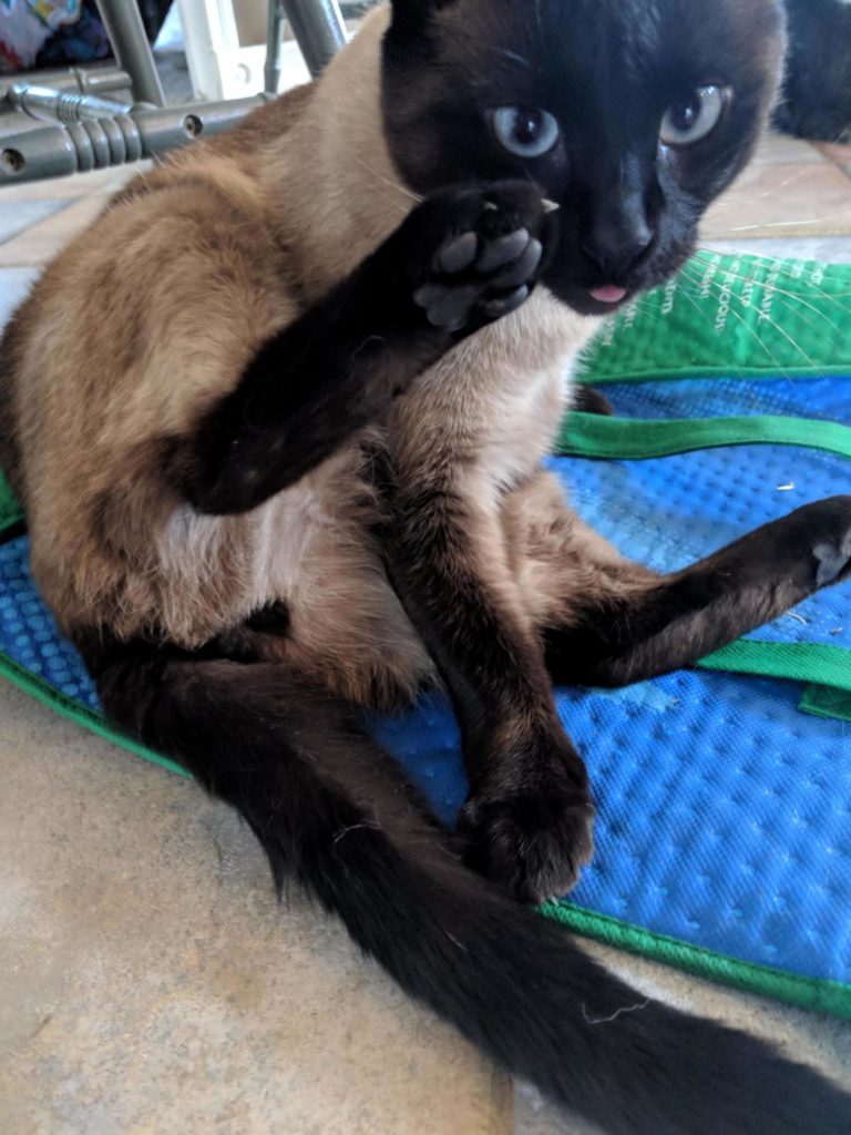 Cat with chicken legs | Cute cats HQ - Pictures of cute cats and ...