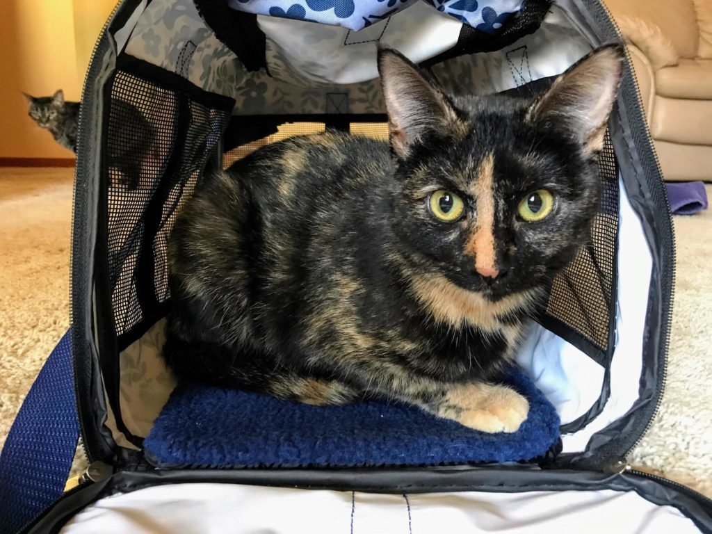 Stepped Over This Guy On The Porch After I Finished Chasing A Rabbit ...