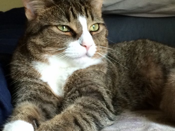 Busted | Cute cats HQ - Pictures of cute cats and kittens Free pictures ...