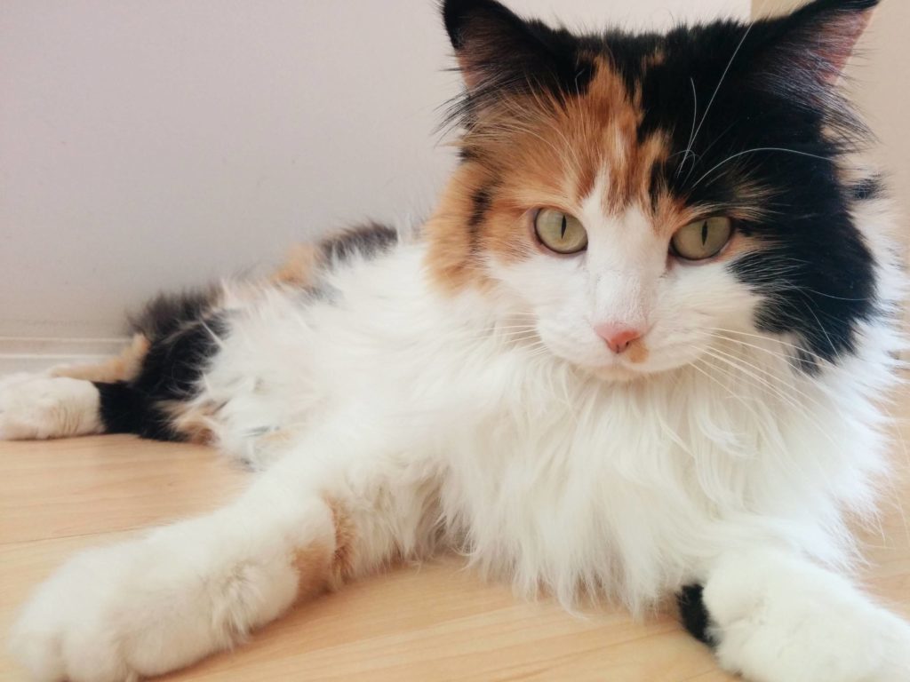 Franklin Loves Car Rides | Cute cats HQ - Pictures of cute cats and ...