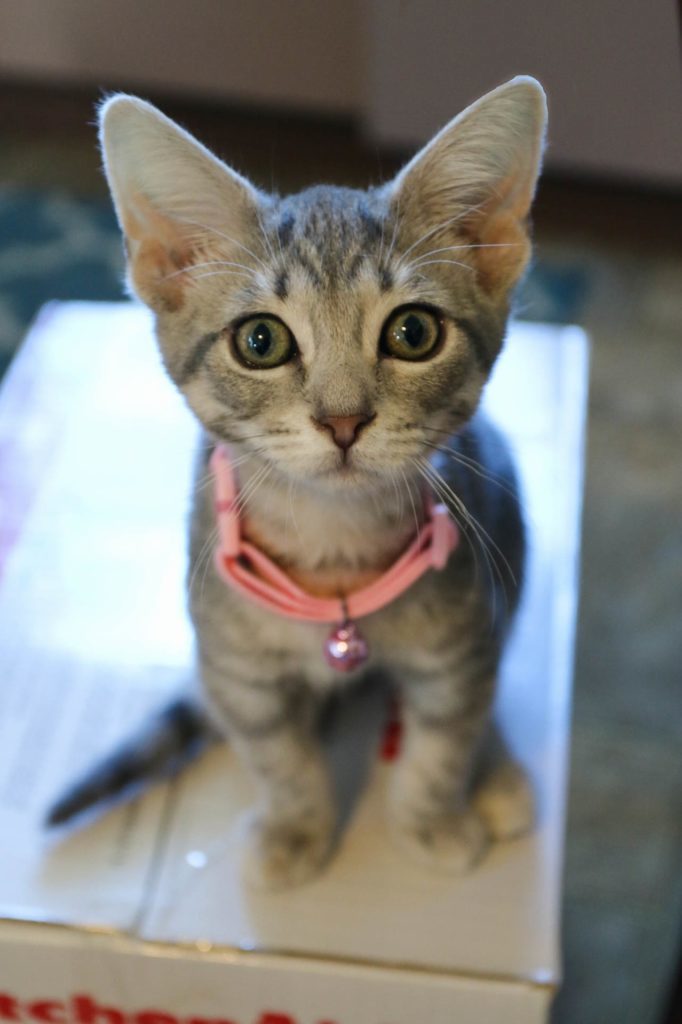 My Biggest Love | Cute cats HQ - Pictures of cute cats and kittens Free ...