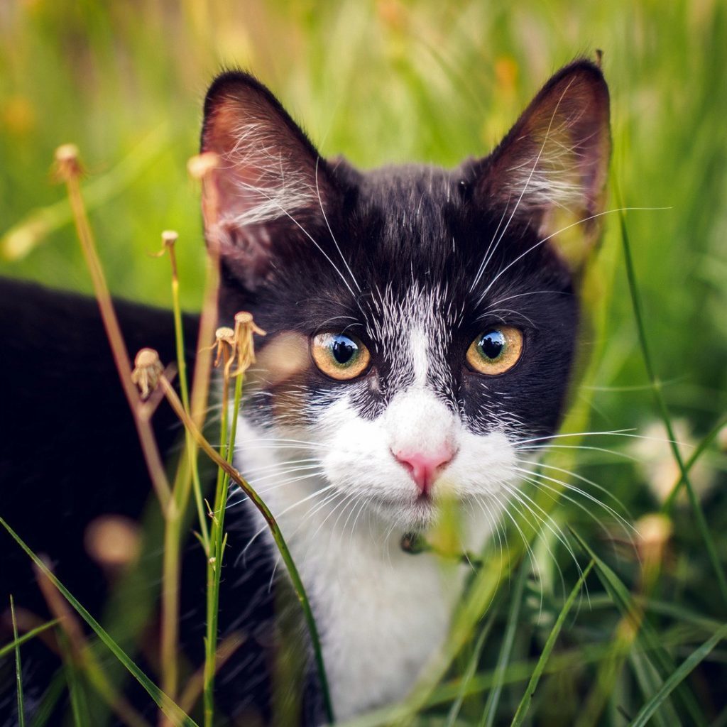 Run for your life | Cute cats HQ - Pictures of cute cats and kittens ...