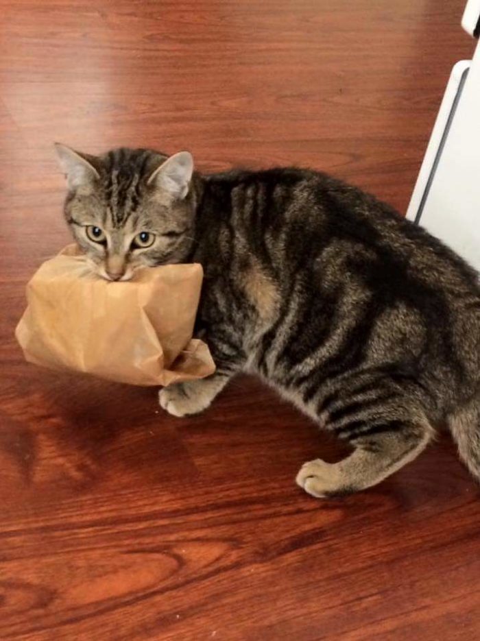 Ozzie being a good boy | Cute cats HQ - Pictures of cute cats and ...