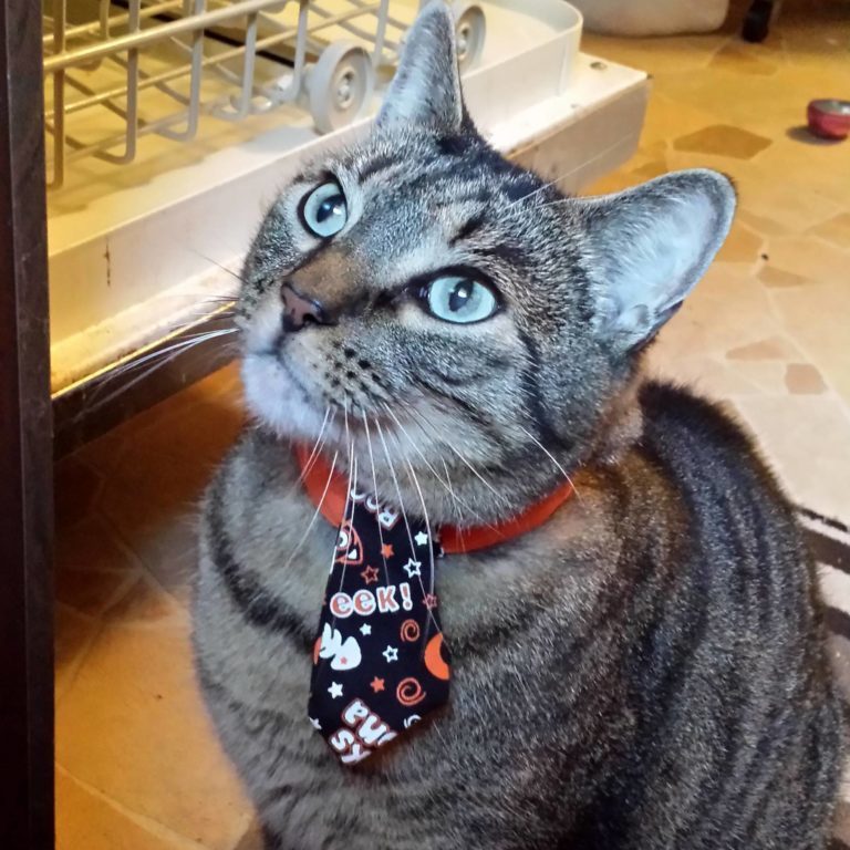 Cheech looking dapper | Cute cats HQ - Pictures of cute cats and ...