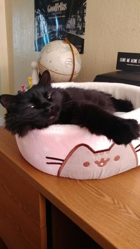 This Is Yuna And Shes Bird Watching. | Cute cats HQ - Pictures of cute ...