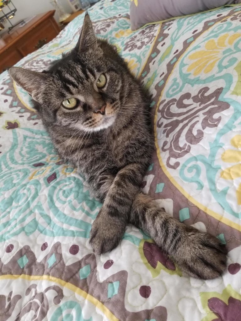 Photobomb Cat | Cute cats HQ - Pictures of cute cats and kittens Free ...