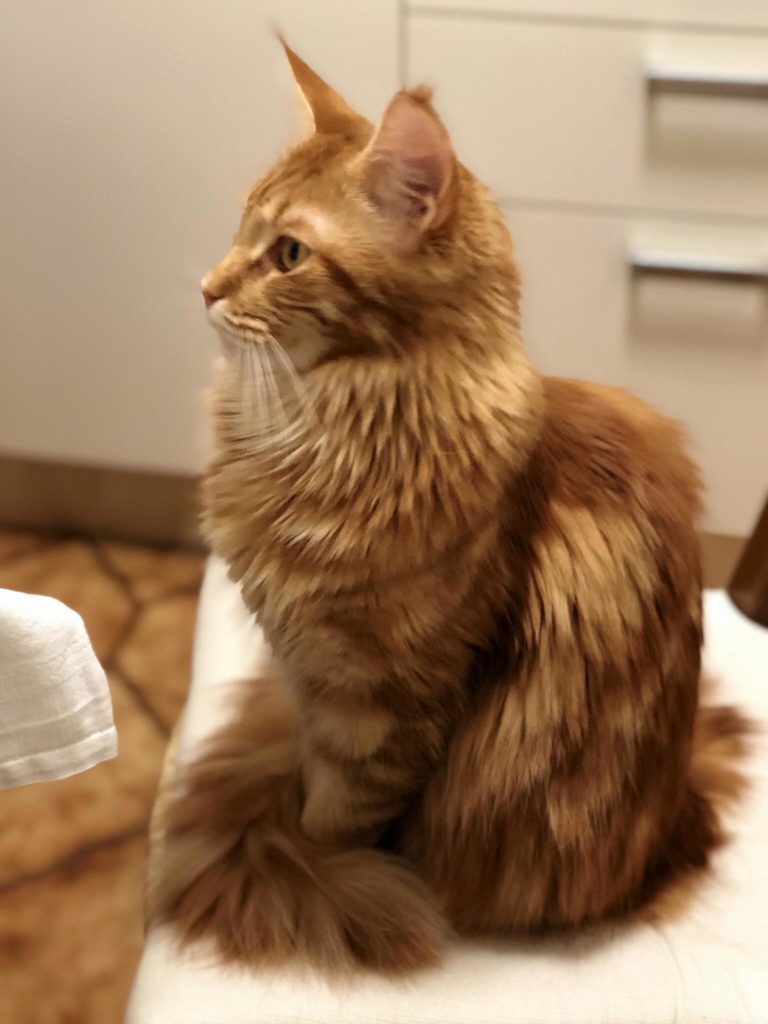 Count Catula | Cute cats HQ - Pictures of cute cats and kittens Free ...