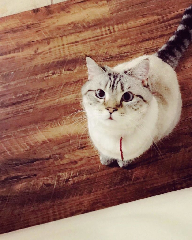 Fluffy cat beans | Cute cats HQ - Pictures of cute cats and kittens ...