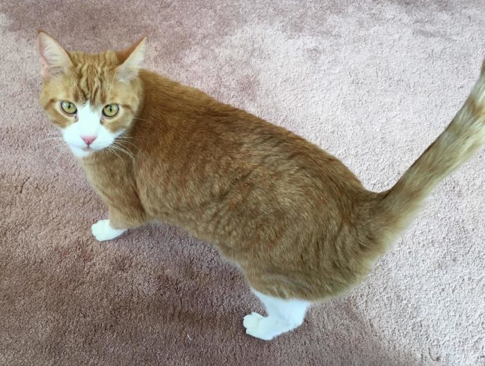 Back Packing Cat | Cute cats HQ - Pictures of cute cats and kittens ...