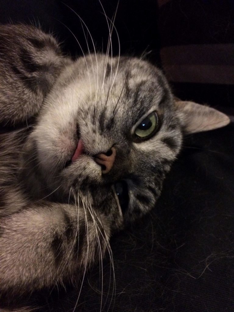 Kitty 3 | Cute cats HQ - Pictures of cute cats and kittens Free ...