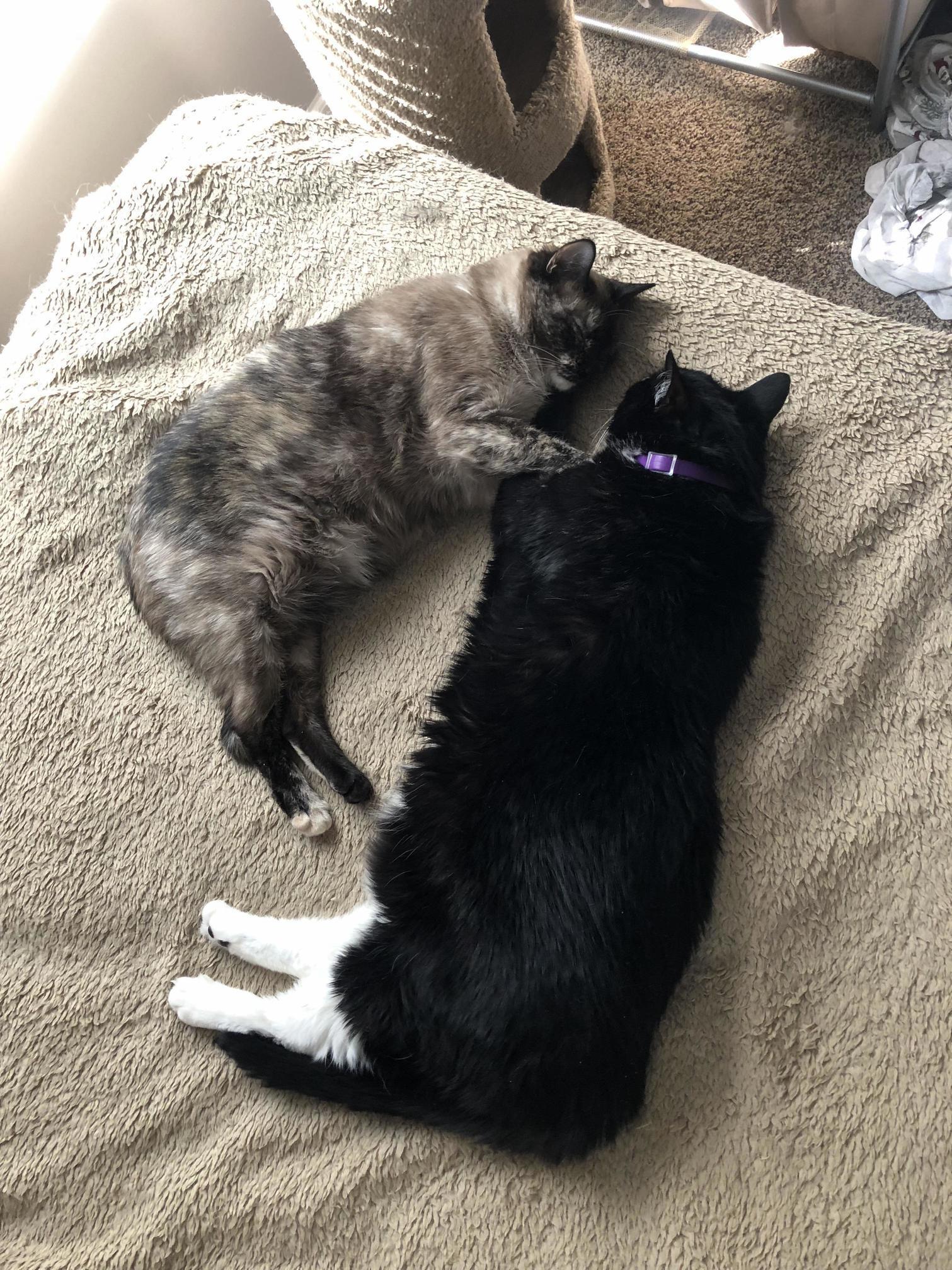 Besties | Cute cats HQ - Pictures of cute cats and kittens Free ...