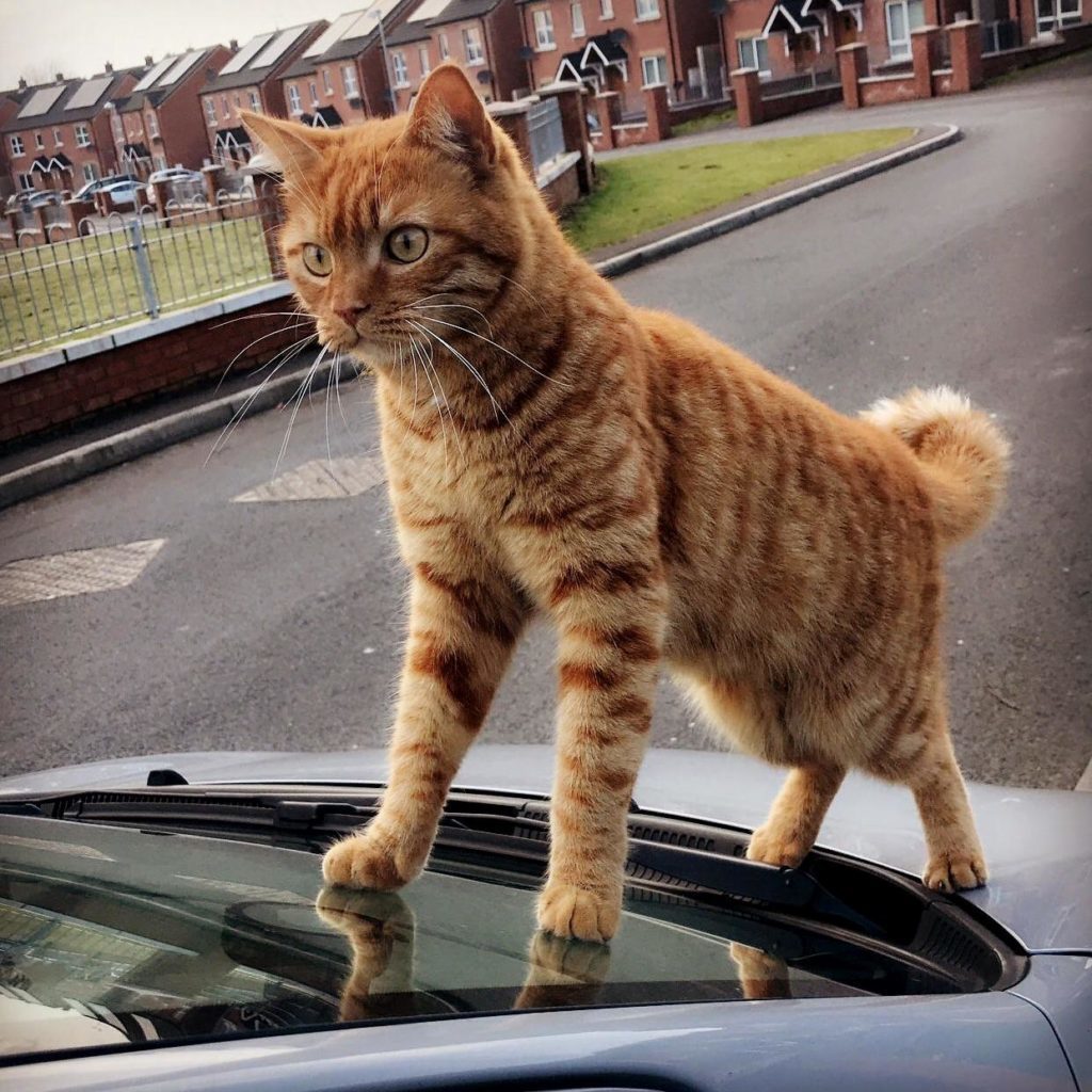 This Is Yuna And Shes Bird Watching. | Cute cats HQ - Pictures of cute ...