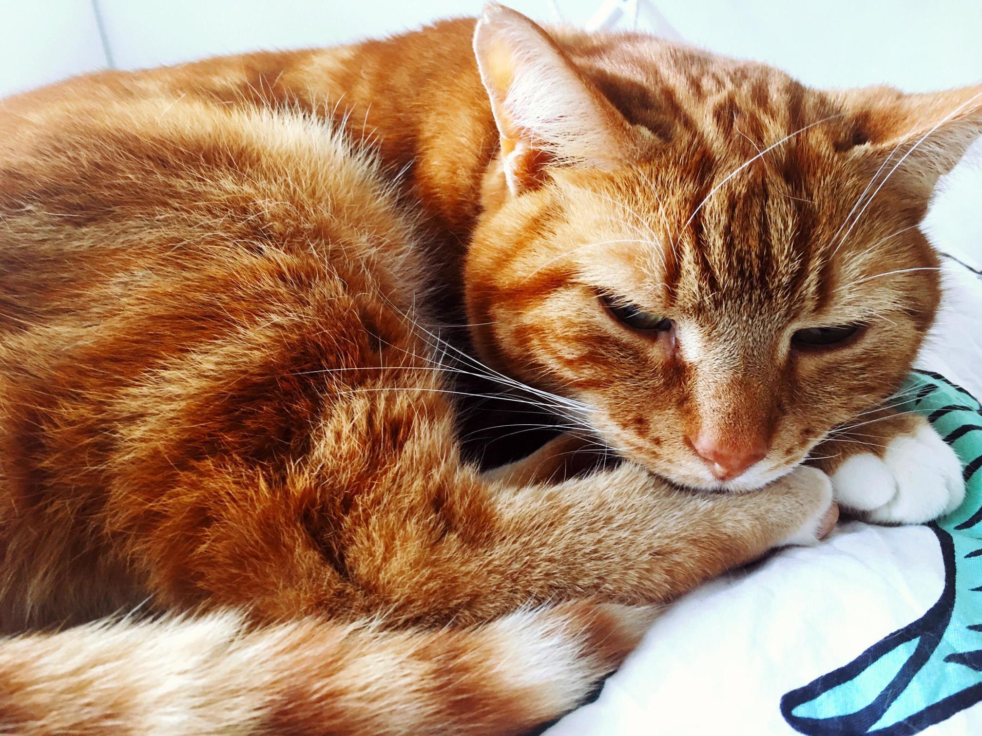 Mickey | Cute cats HQ - Pictures of cute cats and kittens Free pictures ...