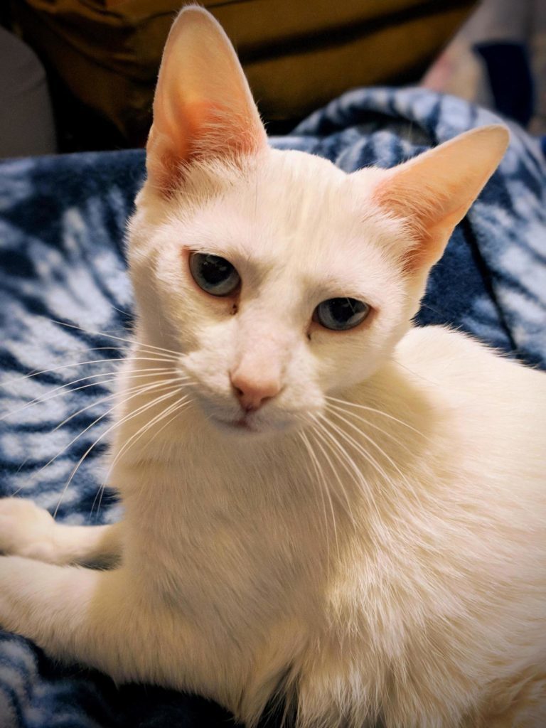 Awkward Cat Nap | Cute cats HQ - Pictures of cute cats and kittens Free ...