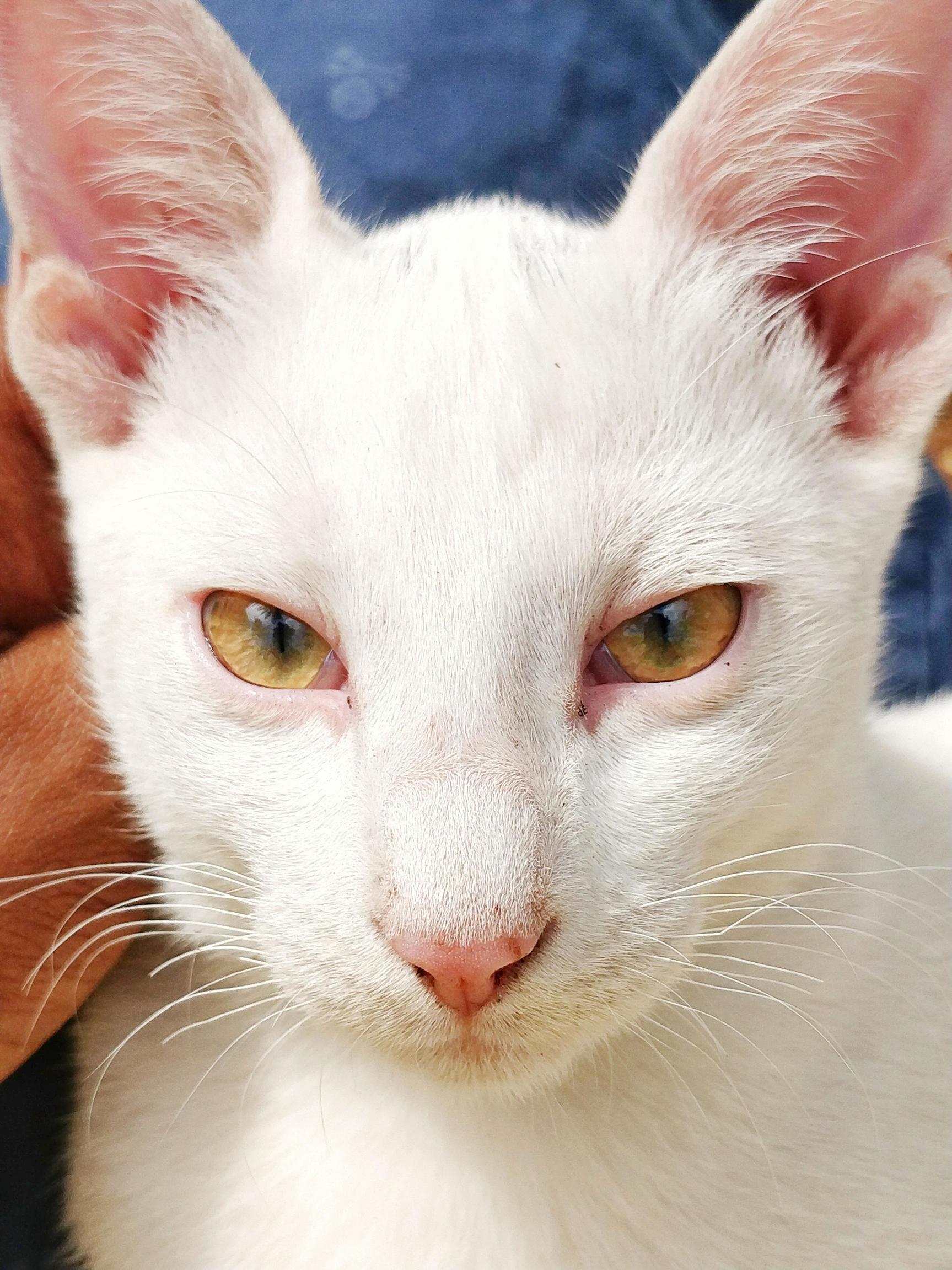 Woke up to this… | Cute cats HQ - Pictures of cute cats and kittens ...