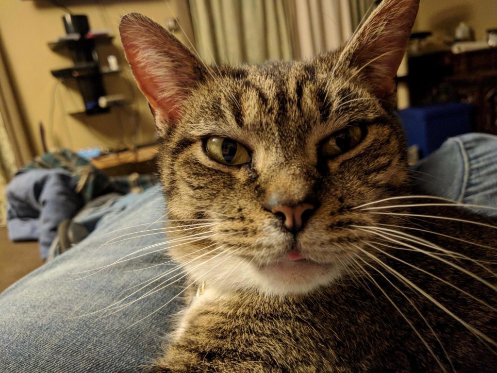 What Are You Looking At | Cute cats HQ - Pictures of cute cats and ...