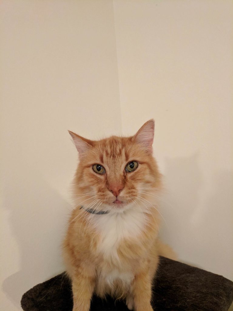 Sesame Cat | Cute cats HQ - Pictures of cute cats and kittens Free ...