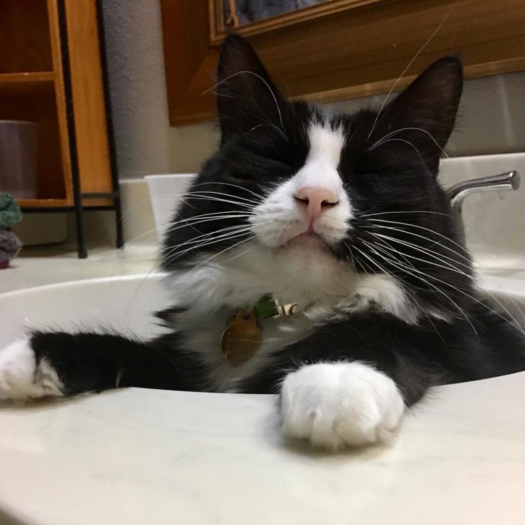 My true love. | Cute cats HQ - Pictures of cute cats and kittens Free ...