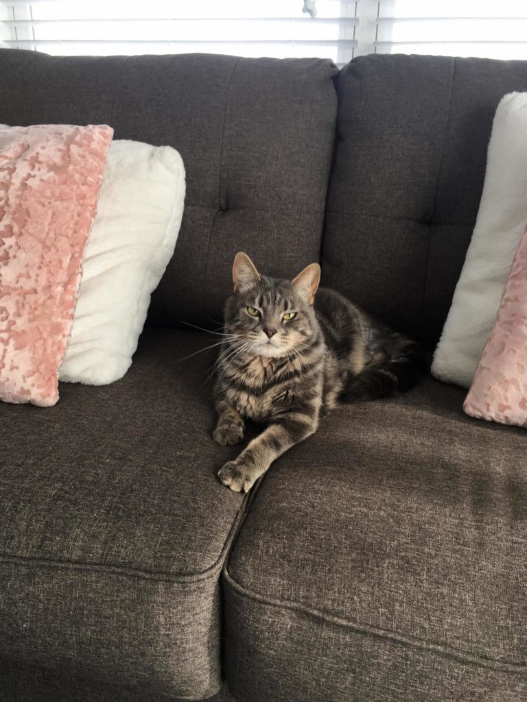 My Cat Loves To Sing Adele | Cute cats HQ - Pictures of cute cats and ...