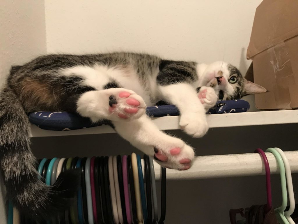 Like A Boss | Cute cats HQ - Pictures of cute cats and kittens Free ...