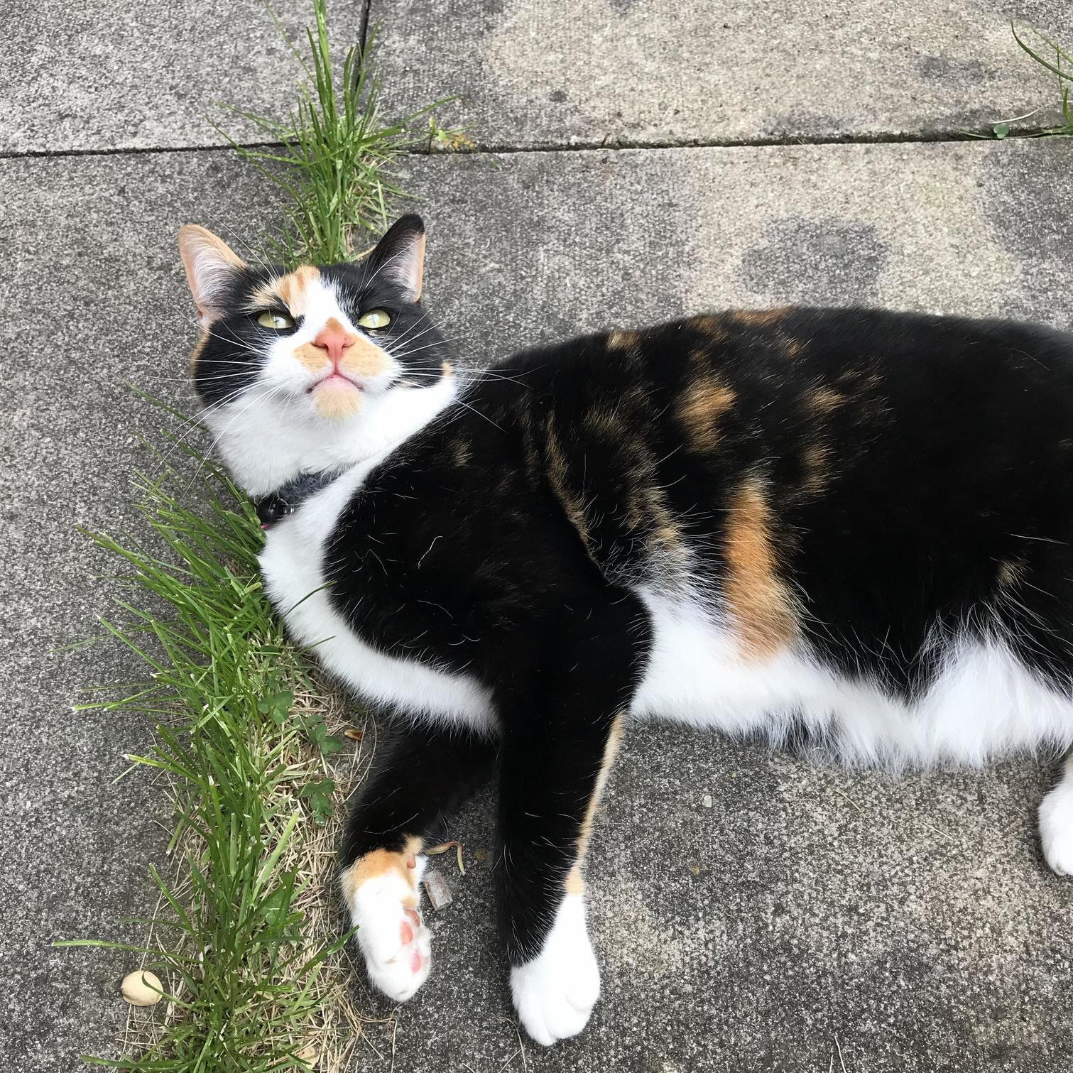 This Is My Cat Bigus Boyus Big Boy Biggie Wiggie Woo Woo Biggleswade ...