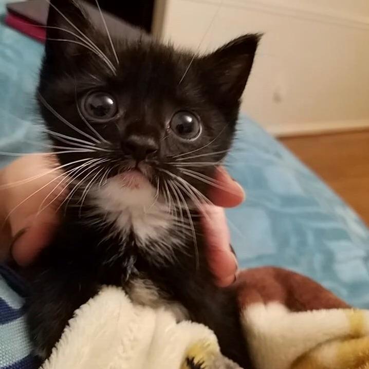 Munchie s baby picture | Cute cats HQ - Pictures of cute cats and ...