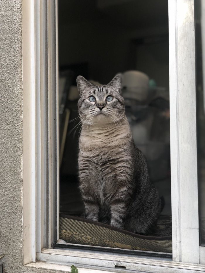 Timid cat | Cute cats HQ - Pictures of cute cats and kittens Free ...