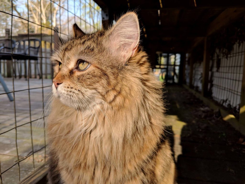 Chillin | Cute cats HQ - Pictures of cute cats and kittens Free ...