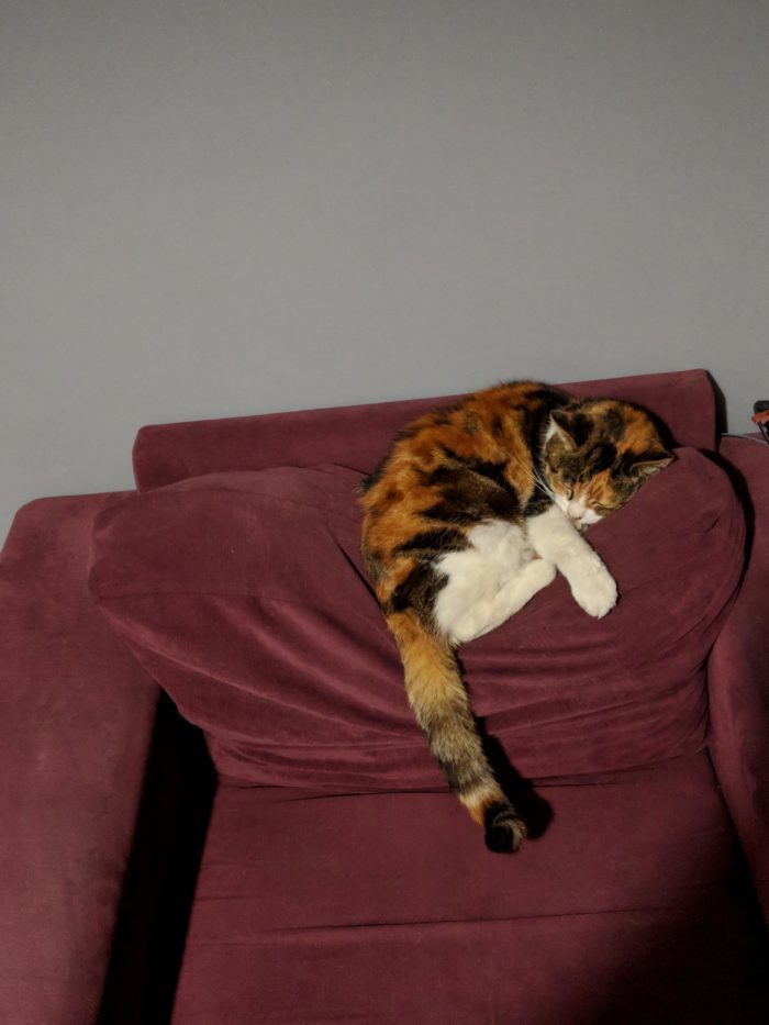 Duck. aka fat boi | Cute cats HQ - Pictures of cute cats and kittens ...