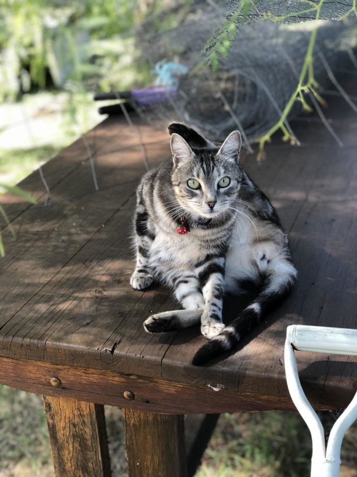 Oh. Hello There. | Cute cats HQ - Pictures of cute cats and kittens ...