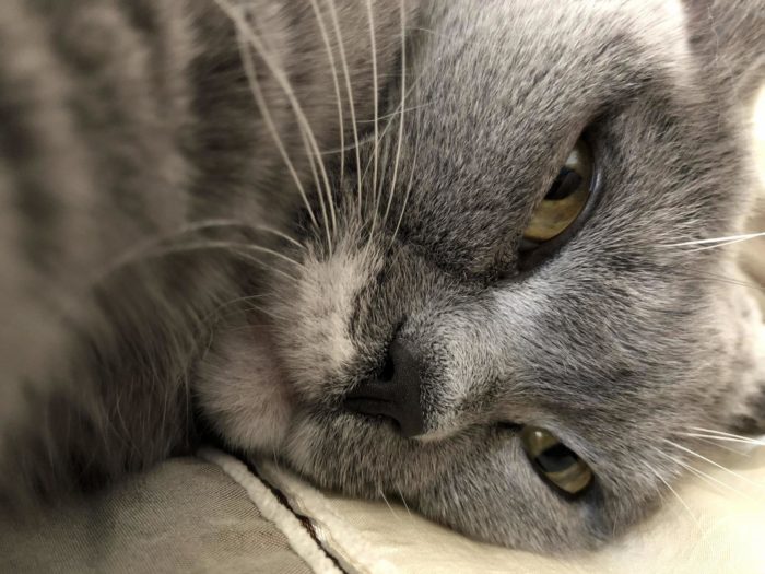 Cerise cat | Cute cats HQ - Pictures of cute cats and kittens Free ...