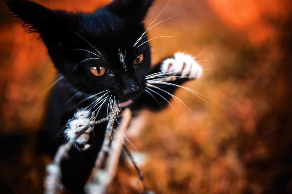 My Friends Cat. Dont Think She Trusts Me Very Much. | Cute cats HQ ...